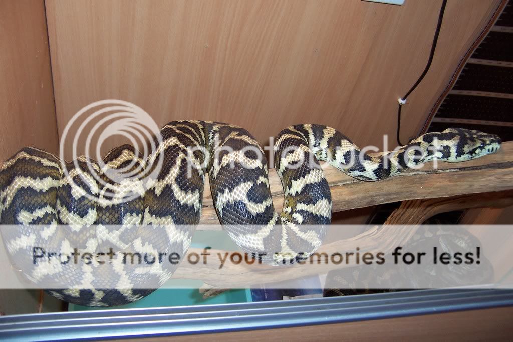 Irian jaya x jungle carpet python | Reptile Forums