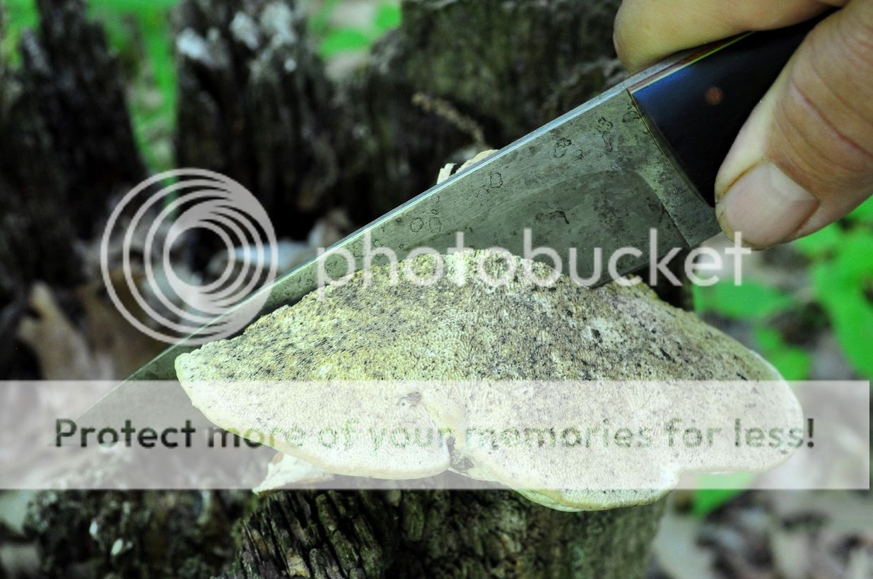 On Fungi & Punk Wood as Tinder | BladeForums.com