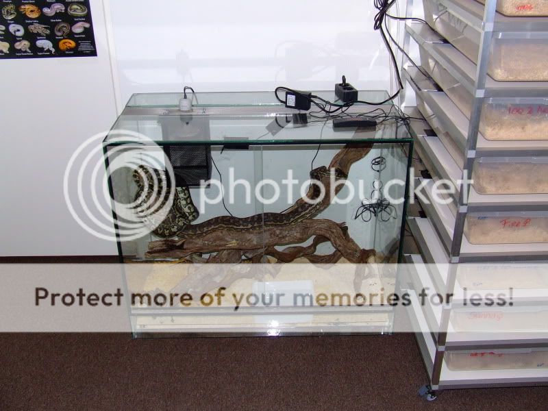 Snake room vivs (not natural) | Reptile Forums
