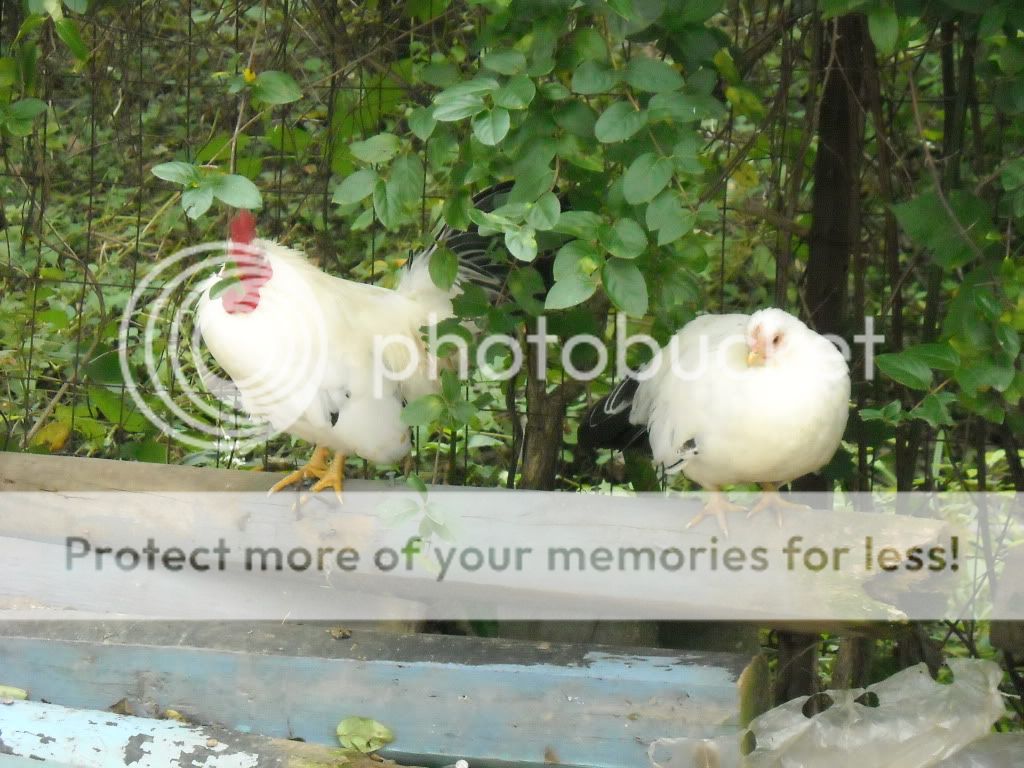 Beautiful Frizzled Mottled Japanese bantam hens | BackYard Chickens ...
