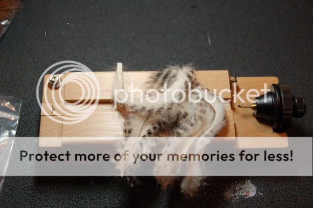 » Topic: Rabbit fur flies – picture heavy