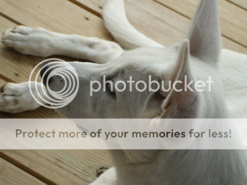 New pics of Sheba | German Shepherds Forum