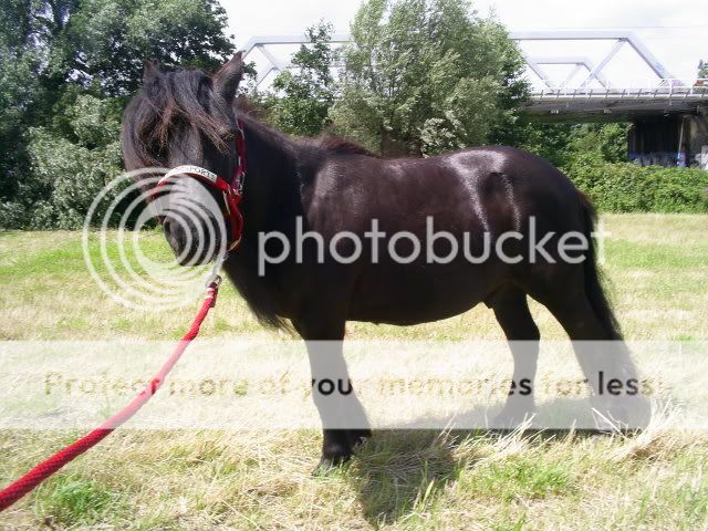 Binky ,, Kleine Mini-fries Itp ! • Bokt.nl