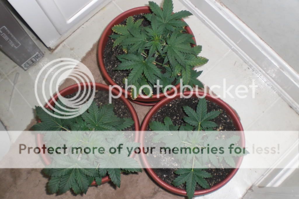 BlueCheesey's AK47xLR2 Autoflower 400HPS Closet Grow | Page 2 | Rollitup