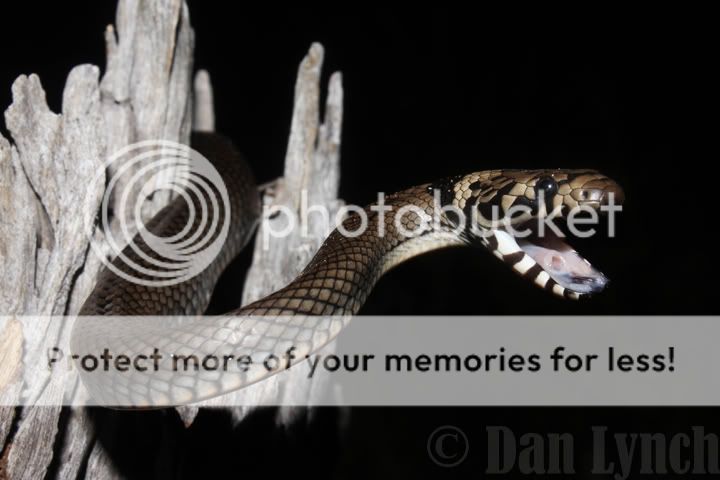In search of the Brigalow Woma Python - QLD, Australia - Field Herp Forum