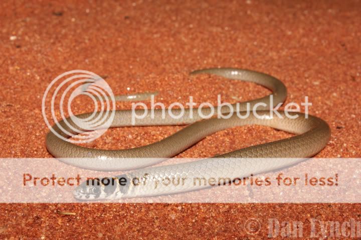 In search of the Brigalow Woma Python - QLD, Australia - Field Herp Forum
