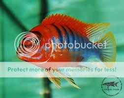 Hongi Sweden Where can I find some? | Cichlid Fish Forum